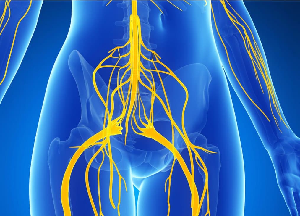 Síndrome da cauda equina tem cura? - ITC Vertebral