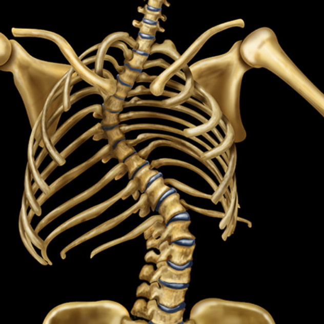 Uma costela mais alta que a outra é normal? - ITC Vertebral