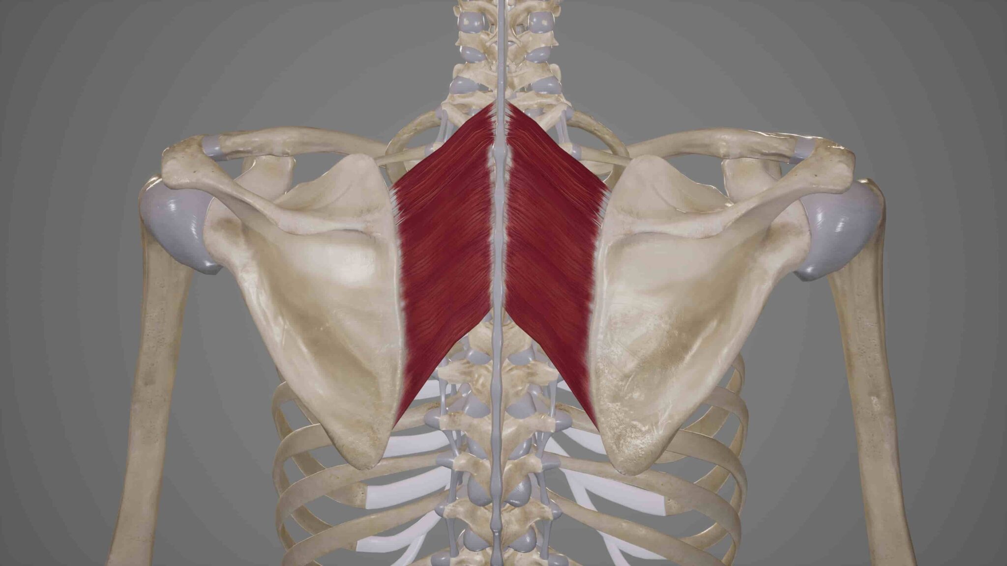 Músculo Romboide inflamado: causas, tratamento e exercícios para alívio ...