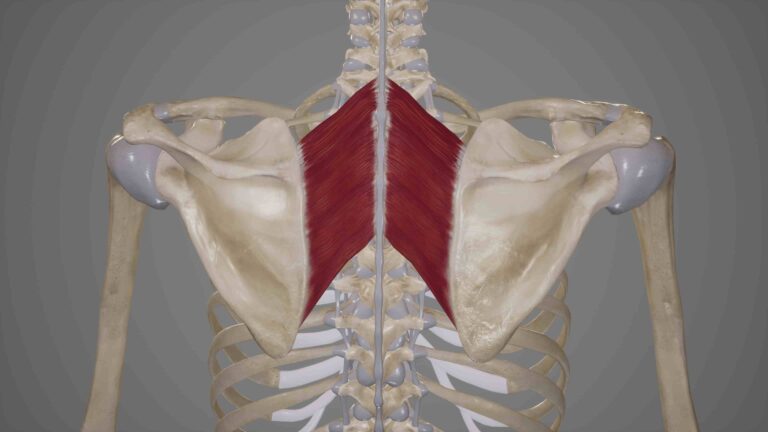 Músculo Romboide inflamado: causas, tratamento e exercícios para alívio ...