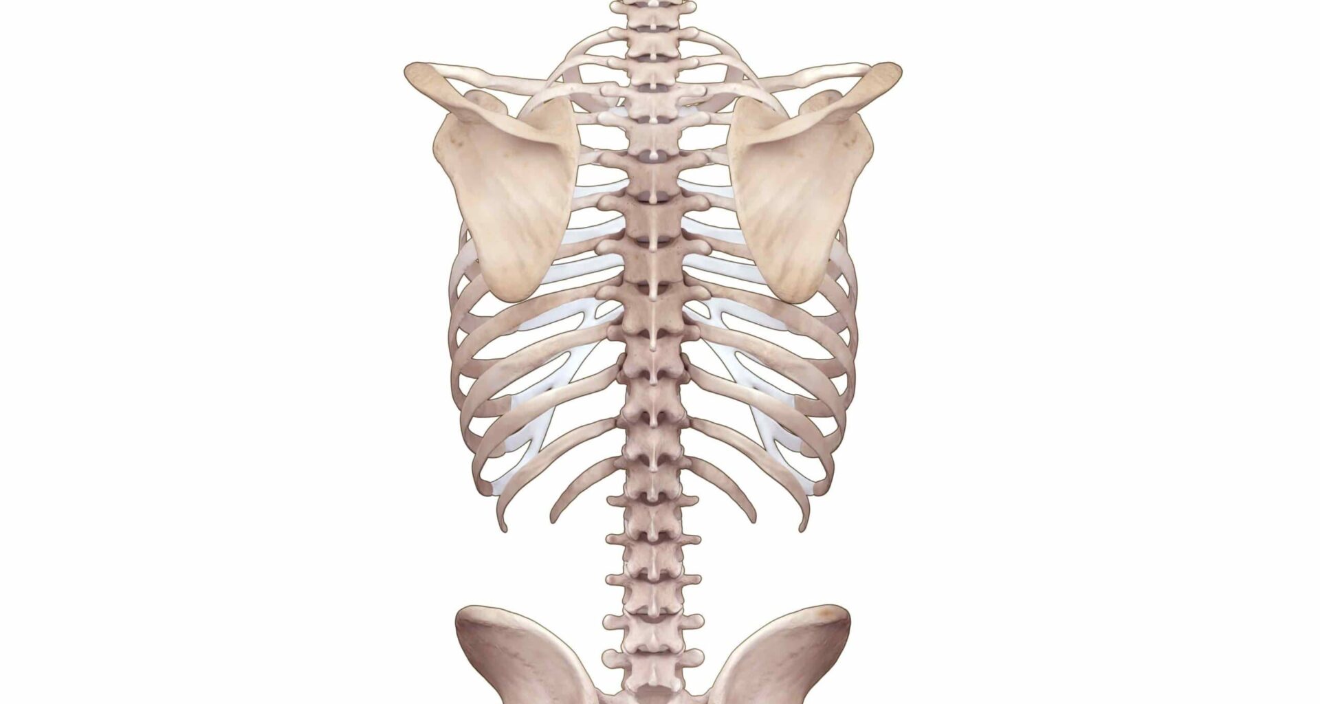 O que é a Escapula? - ITC Vertebral