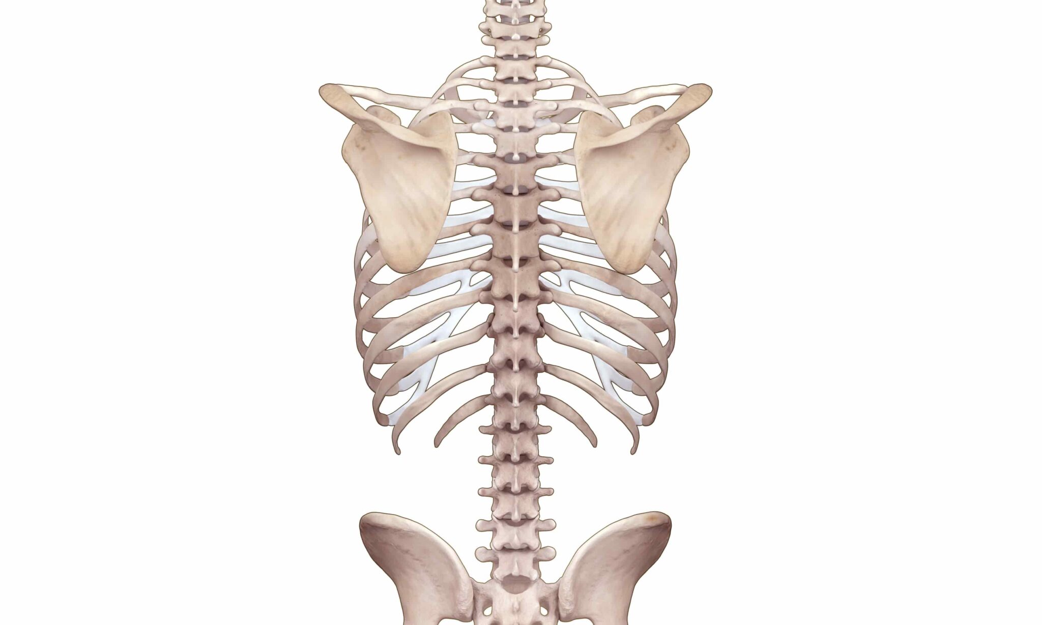 O que é escápula? - ITC Vertebral